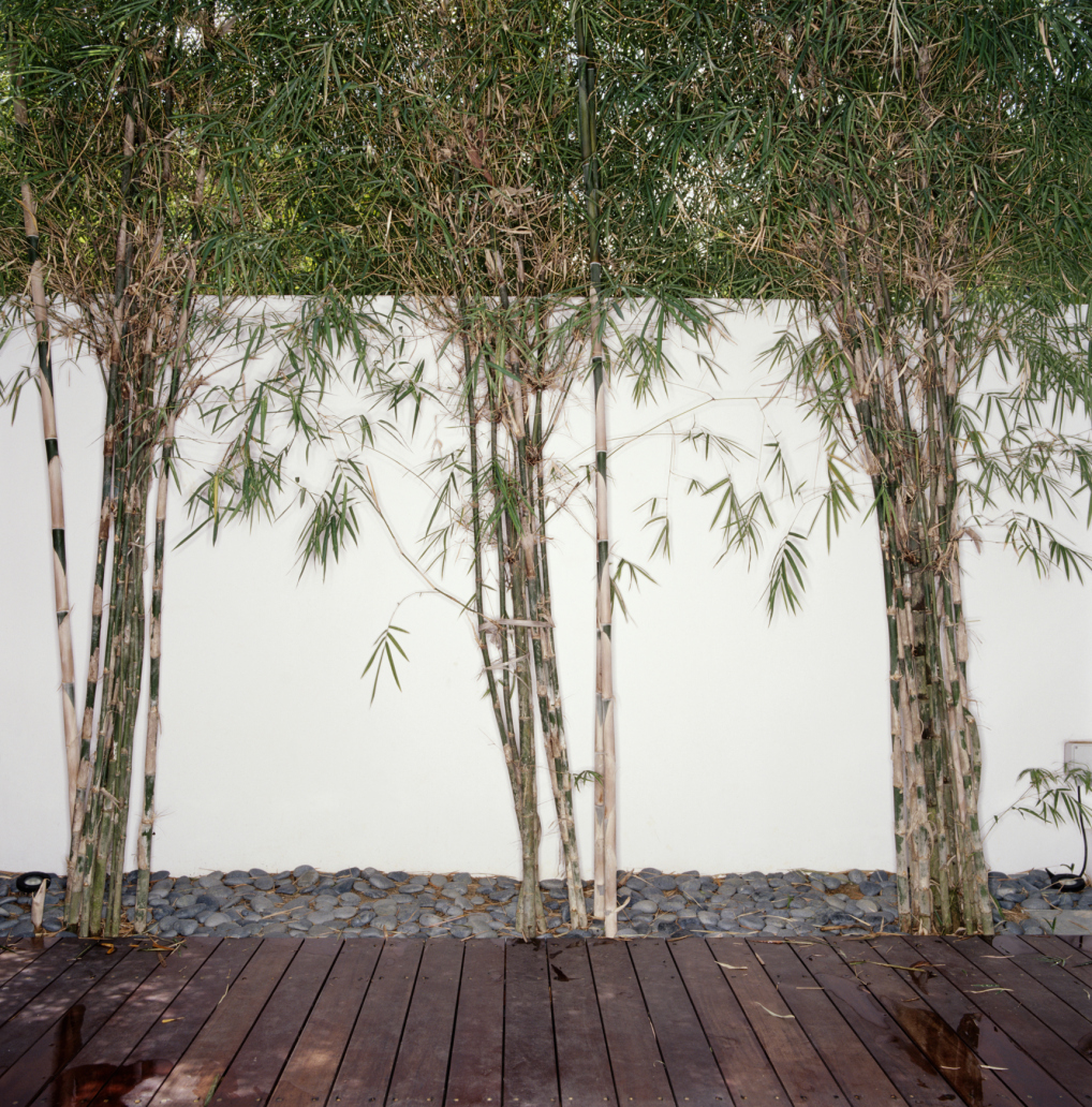 Landscaping Ideas With Clumping Bamboo