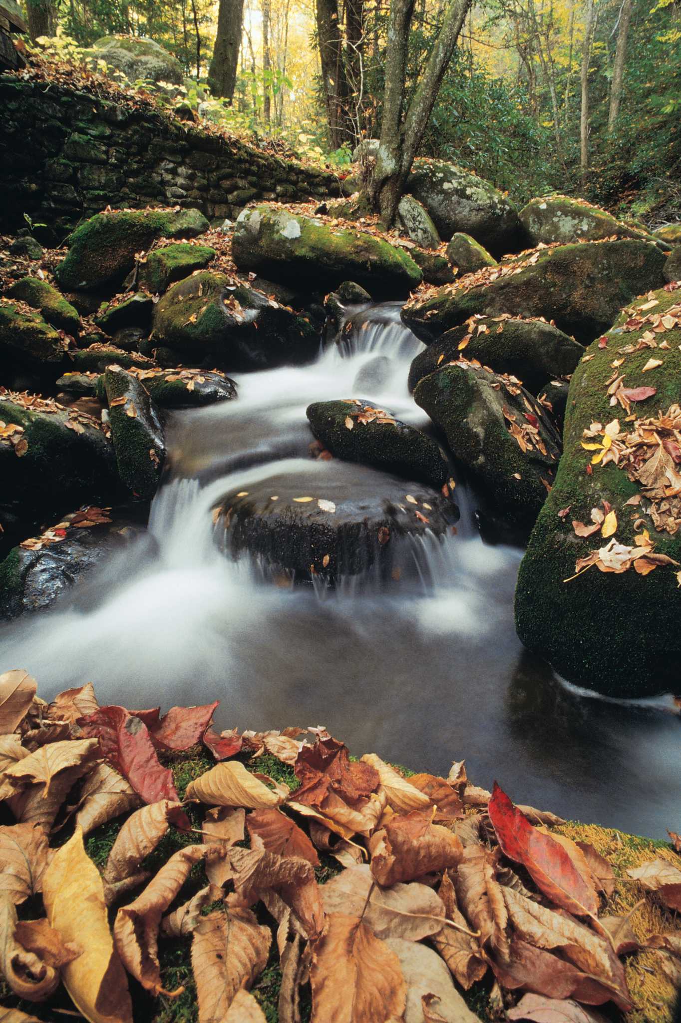 Landscaping Ideas for Ravines