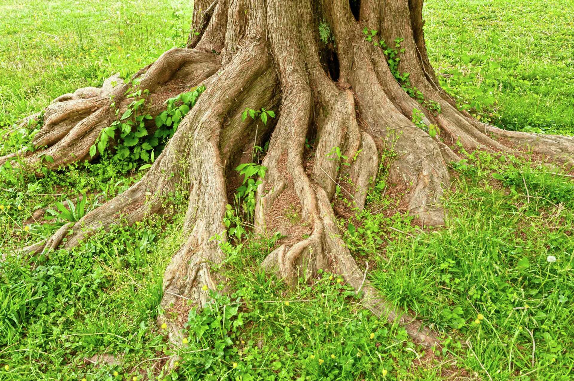 The Best Landscaping for Trees With Exposed Roots