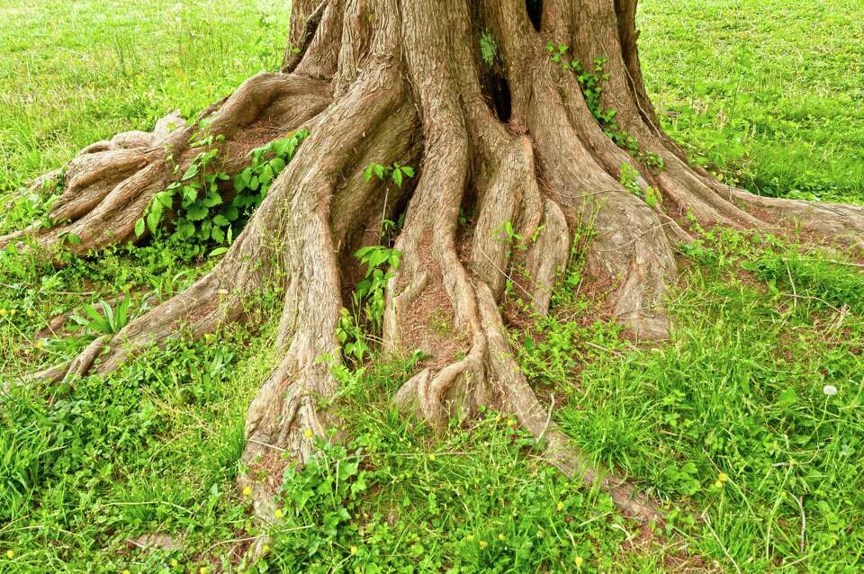 The Best Landscaping for Trees With Exposed Roots