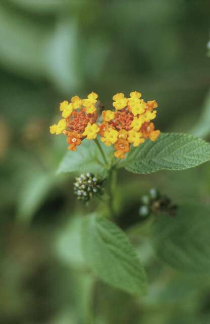 Lantana Poisoning