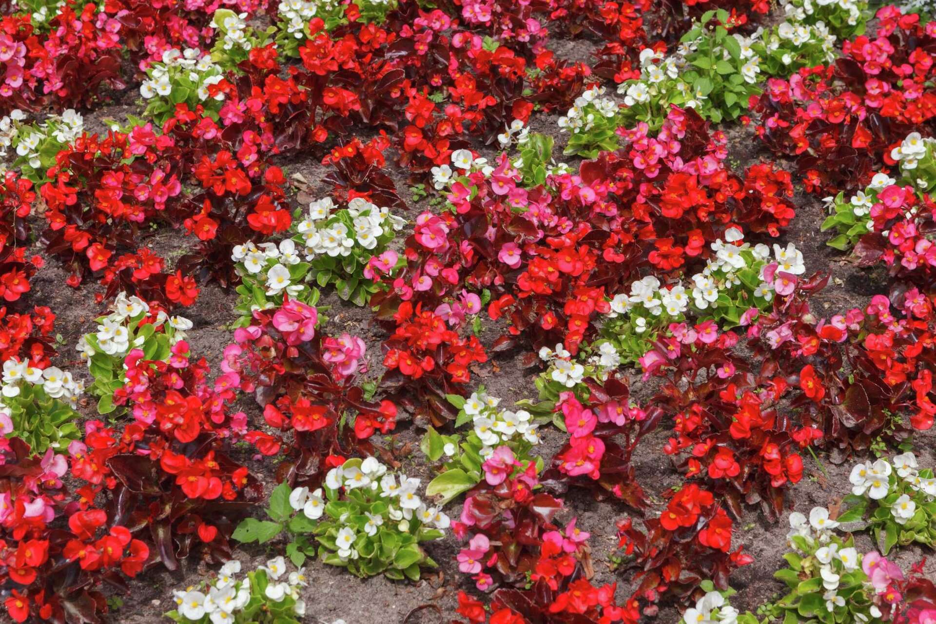 How to Prune a Begonia Plant for a Fuller Plant