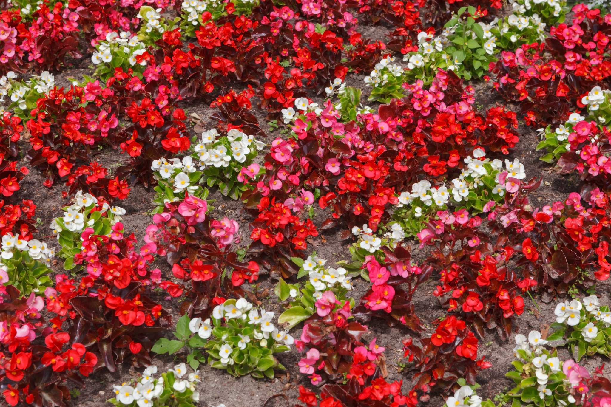 How to Prune a Begonia Plant for a Fuller Plant