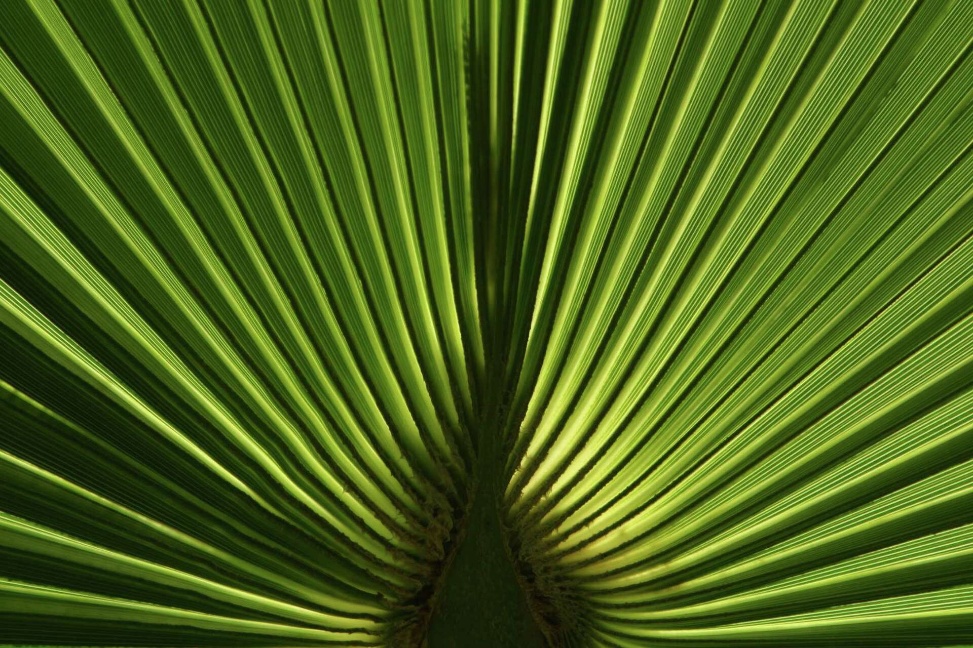 Large Perennial Bushes With Fan-Shaped Leaves