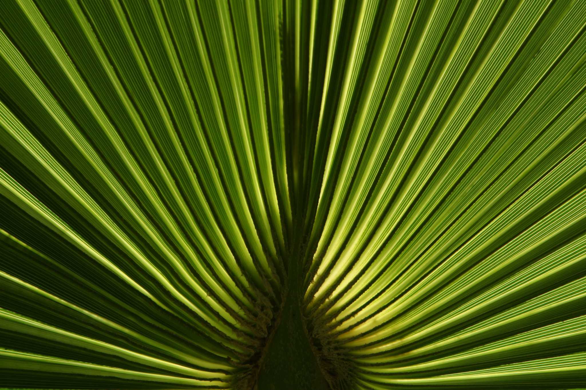 Large Perennial Bushes With Fan-Shaped Leaves