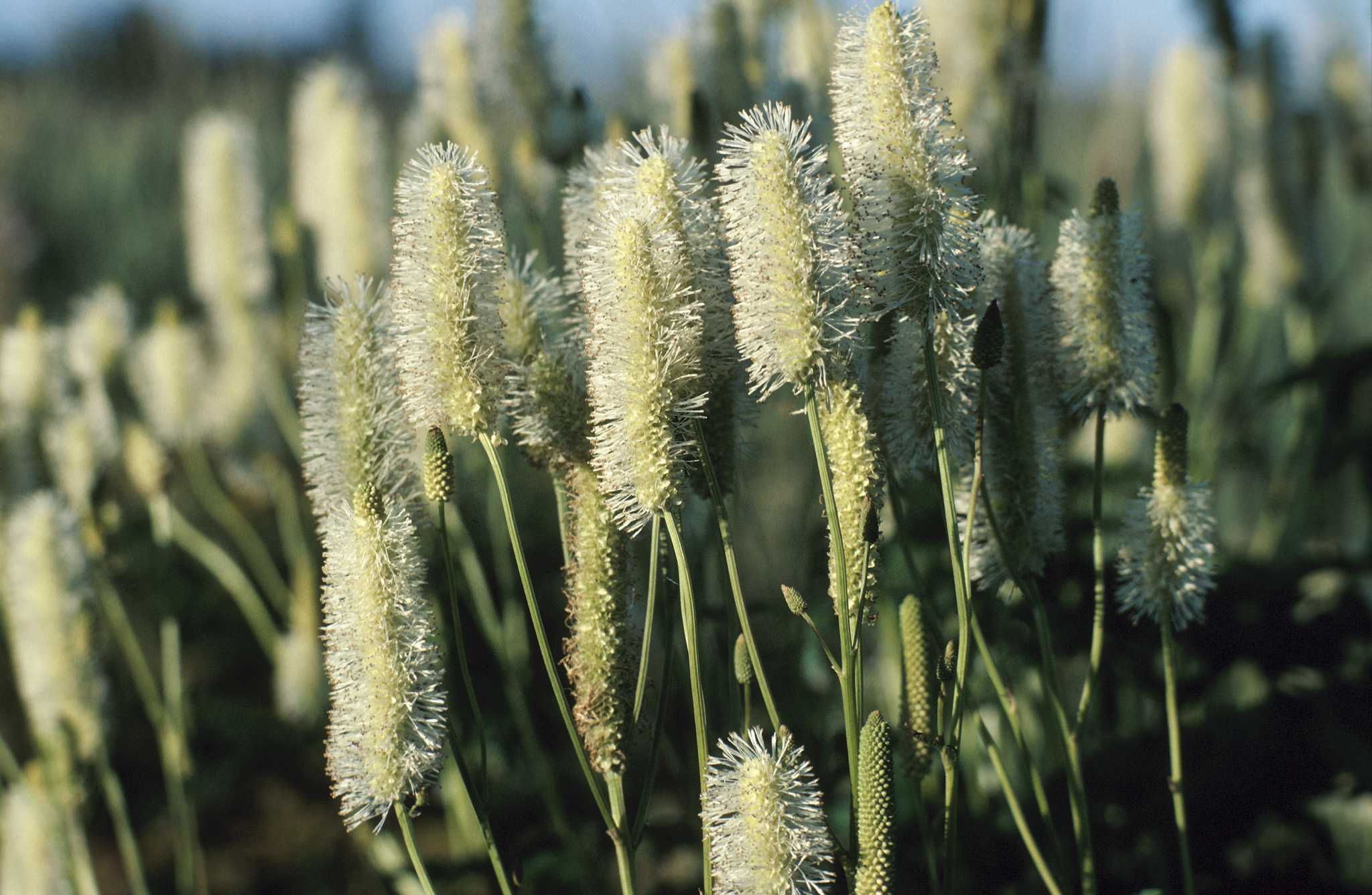 How Large of a Pot Is Needed to Grow Cattails?
