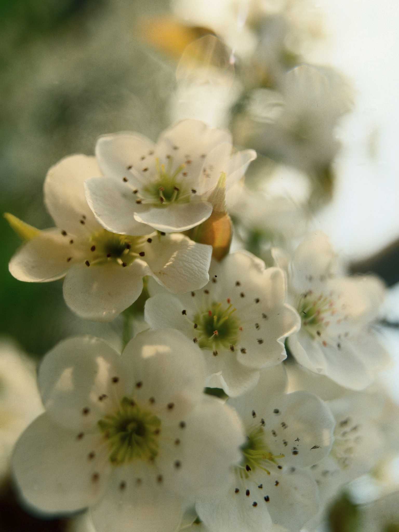 Late-Blooming Apple Trees