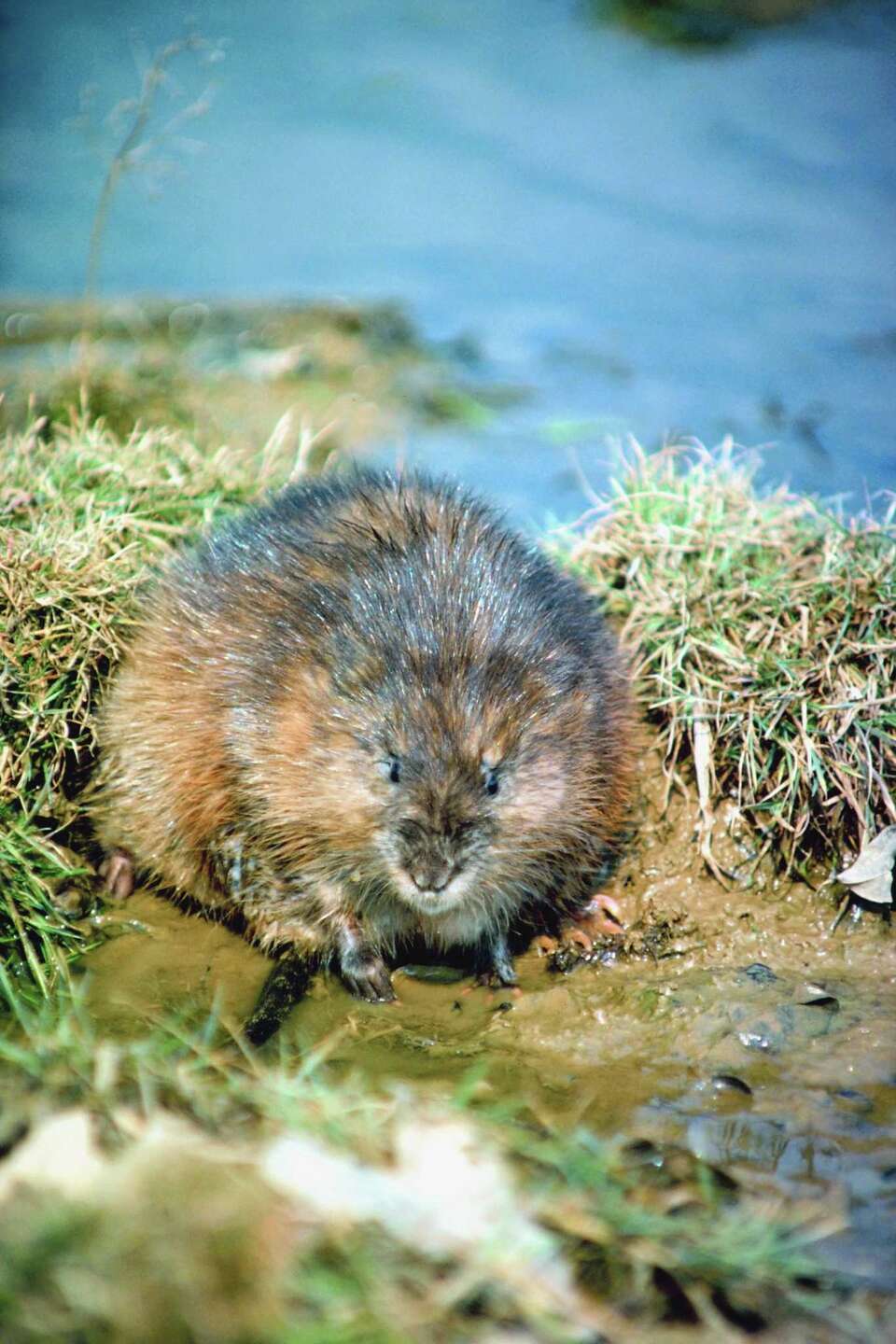 How to Get Rid of Muskrats