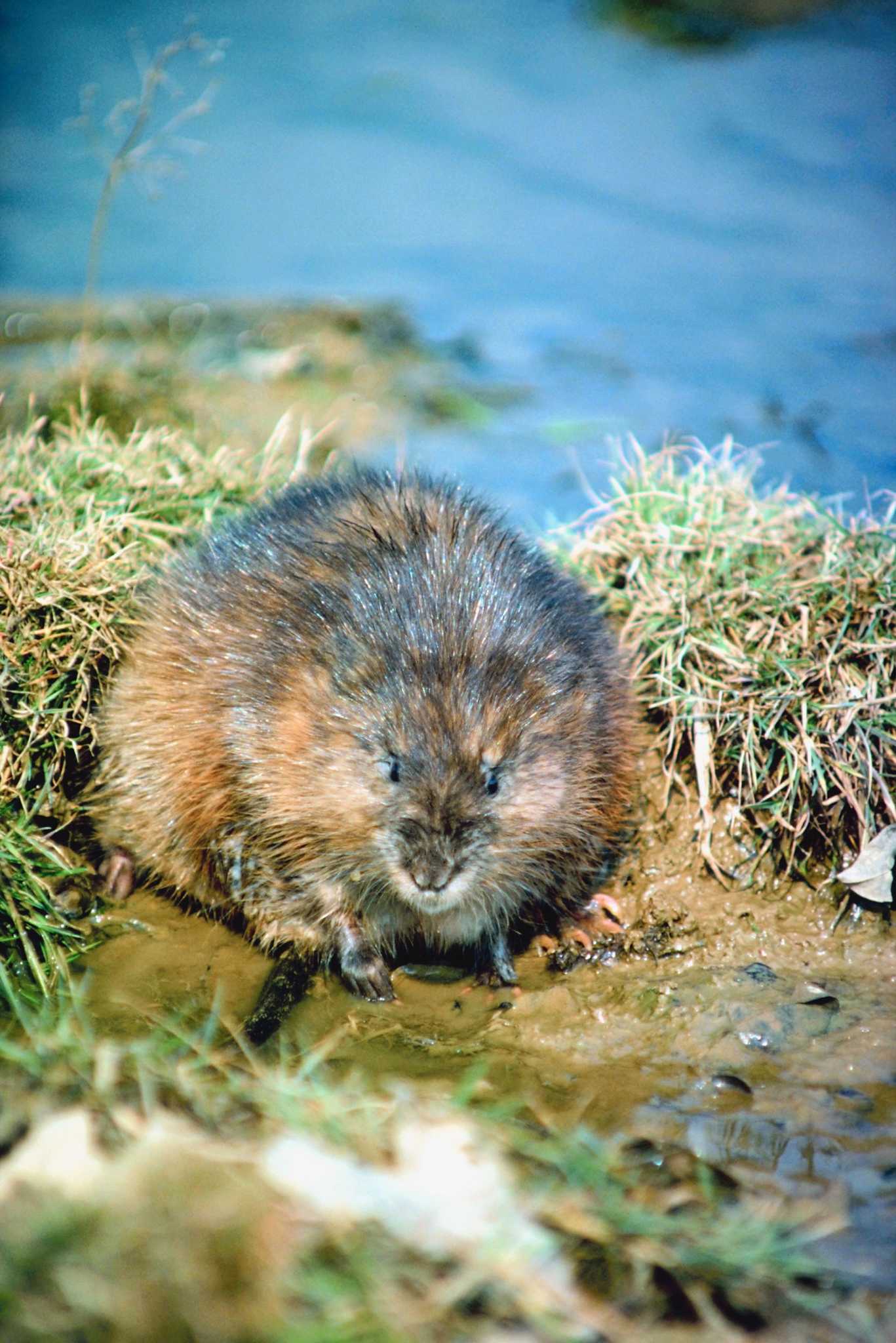 How to Get Rid of Muskrats