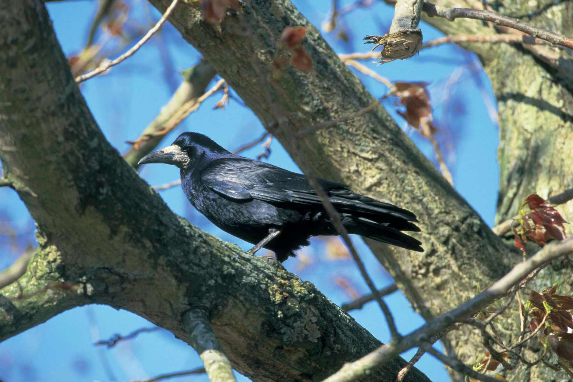 How to Get Rid of Nuisance Crows with Crow Repellent
