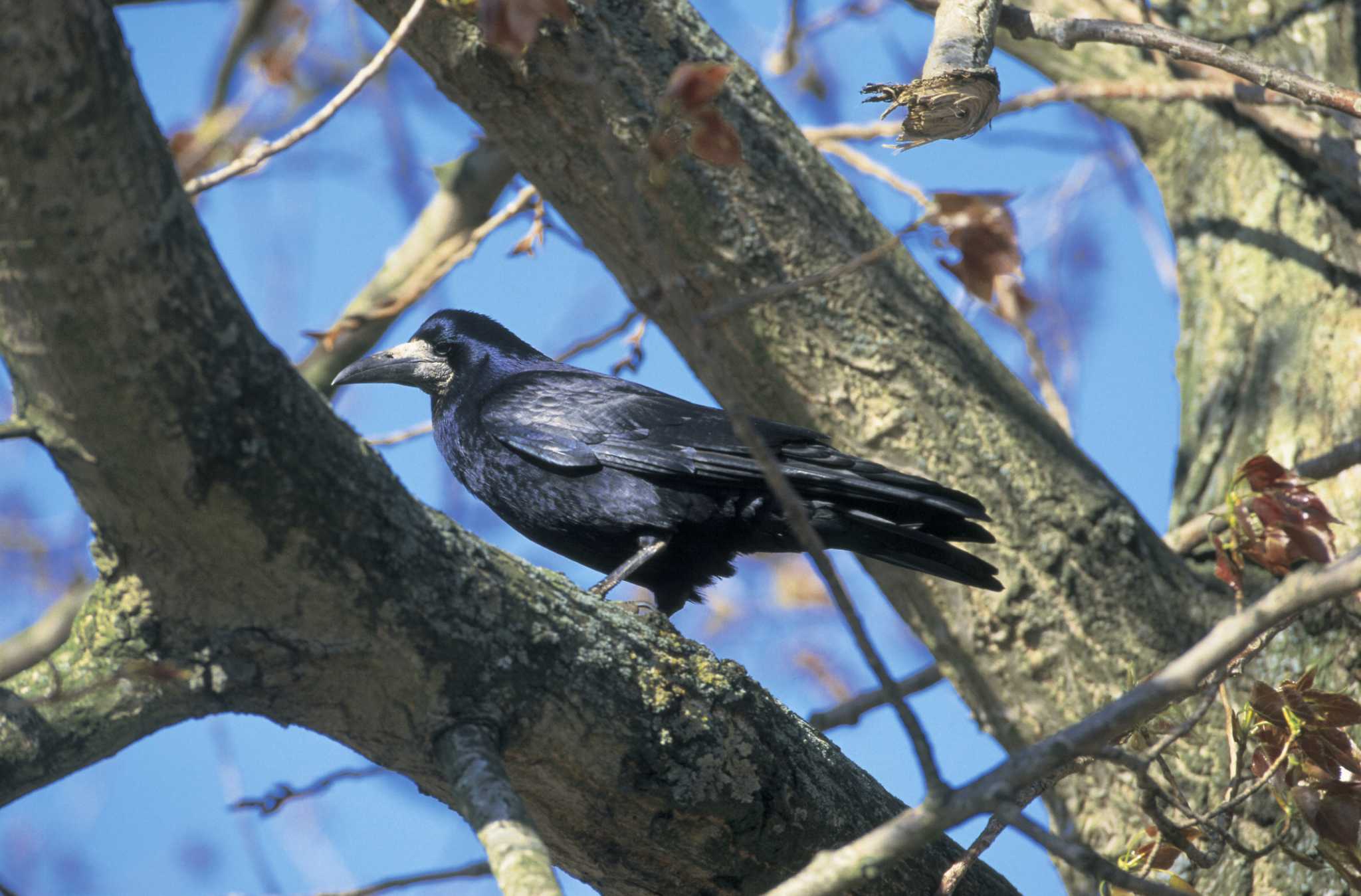 How to Get Rid of Nuisance Crows with Crow Repellent