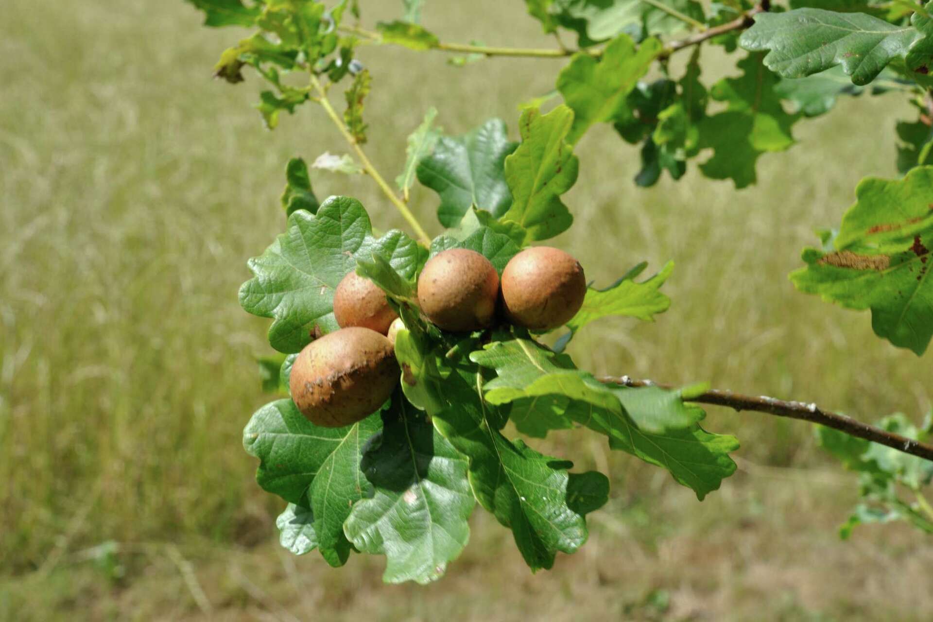 How to Get Rid of Oak Galls