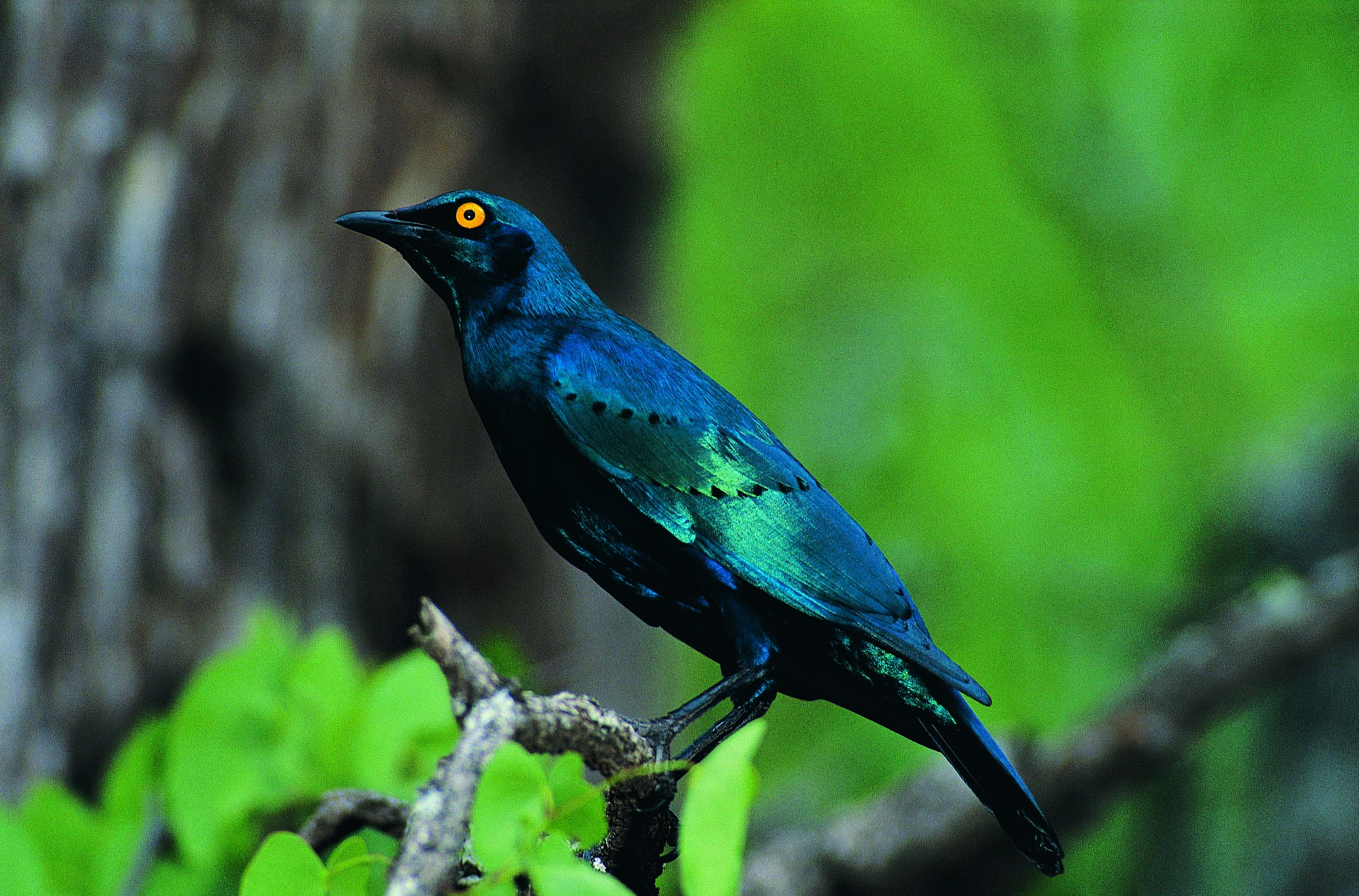 How to Get Rid of Pesty Birds in the Garden