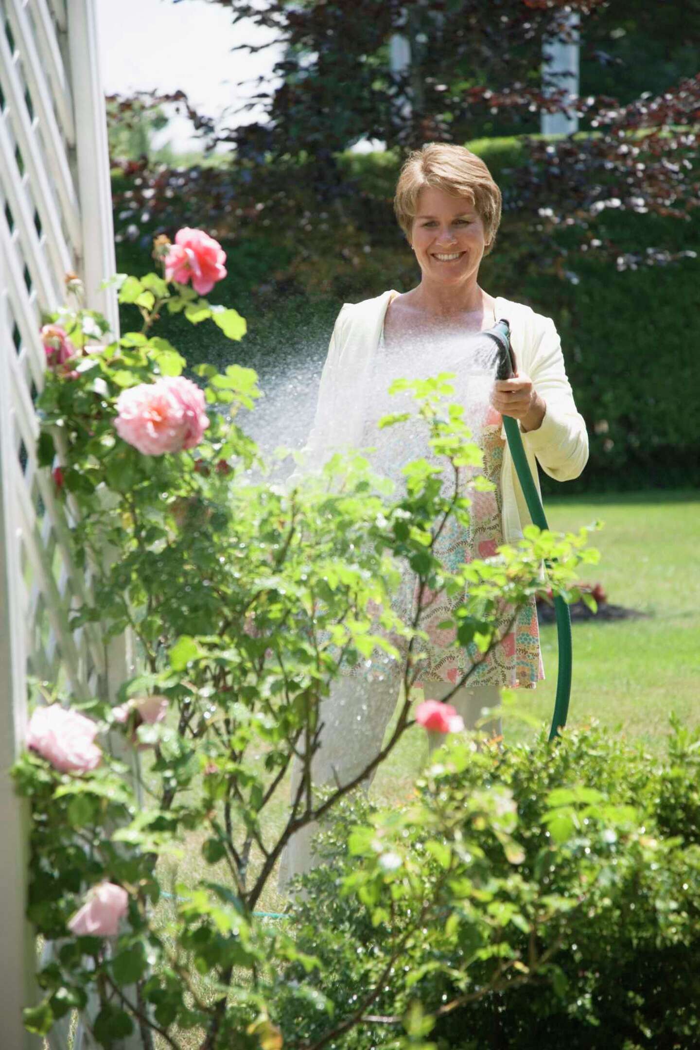 How Often Do You Spray Roses With Fungicide?