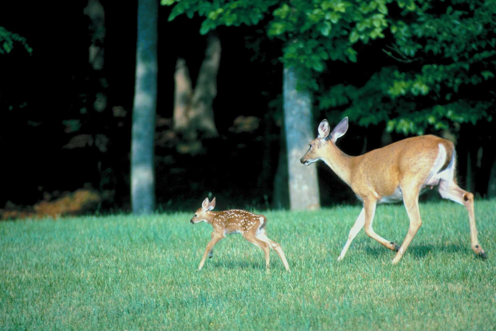 Lawn Damage From Deer Droppings