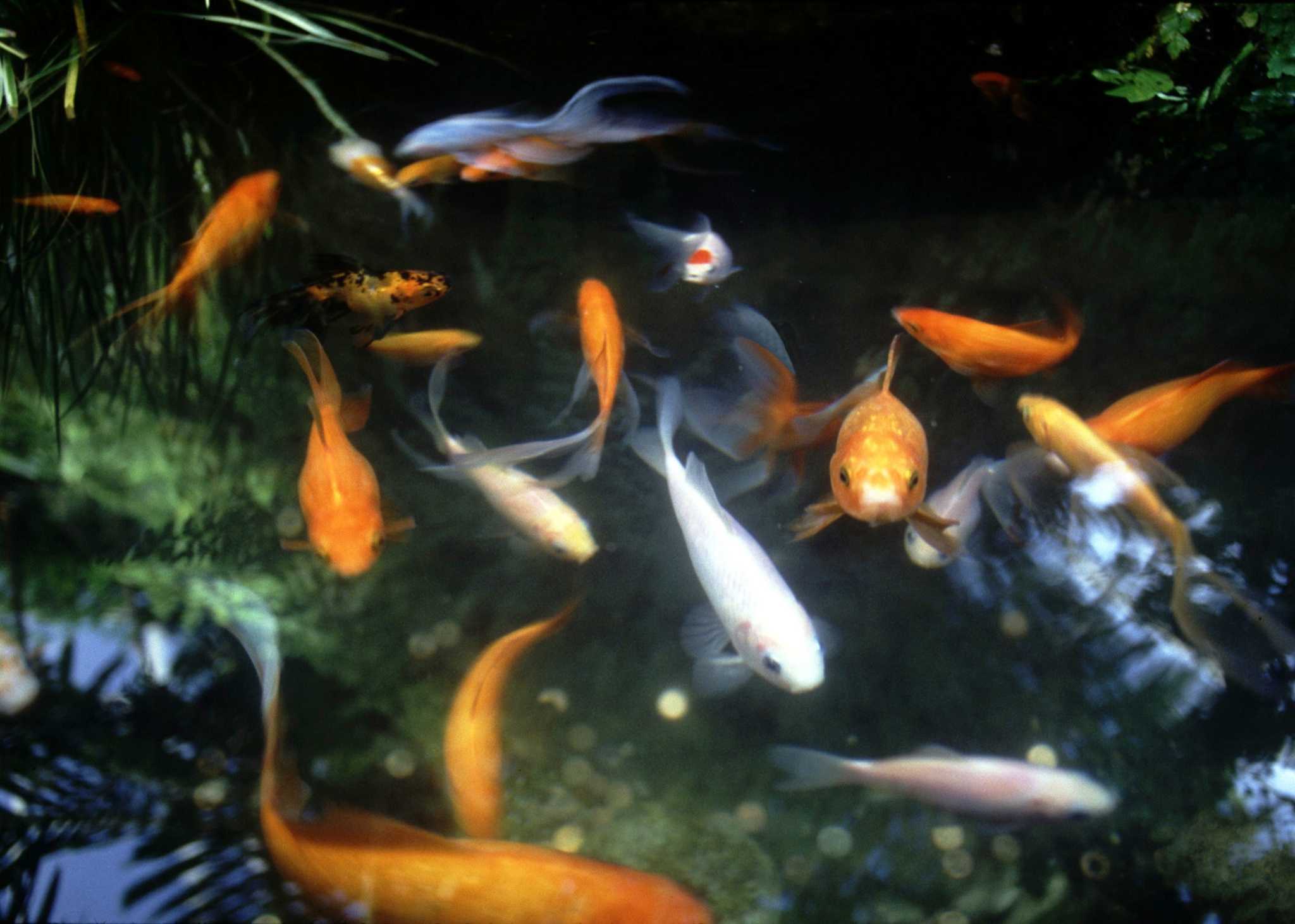 How to Rid a Pond of a Sulfur Smell