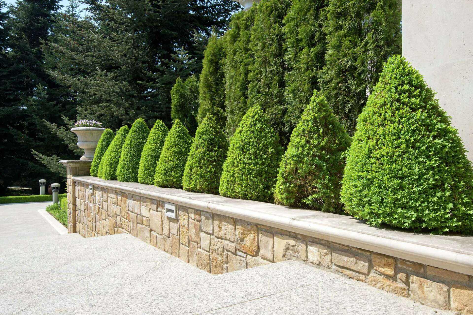 How to Get Rid of Shrub Roots