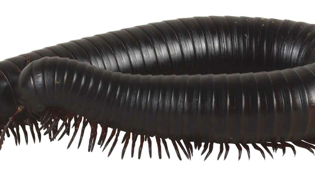 How to Get Rid of Thousand Leggers