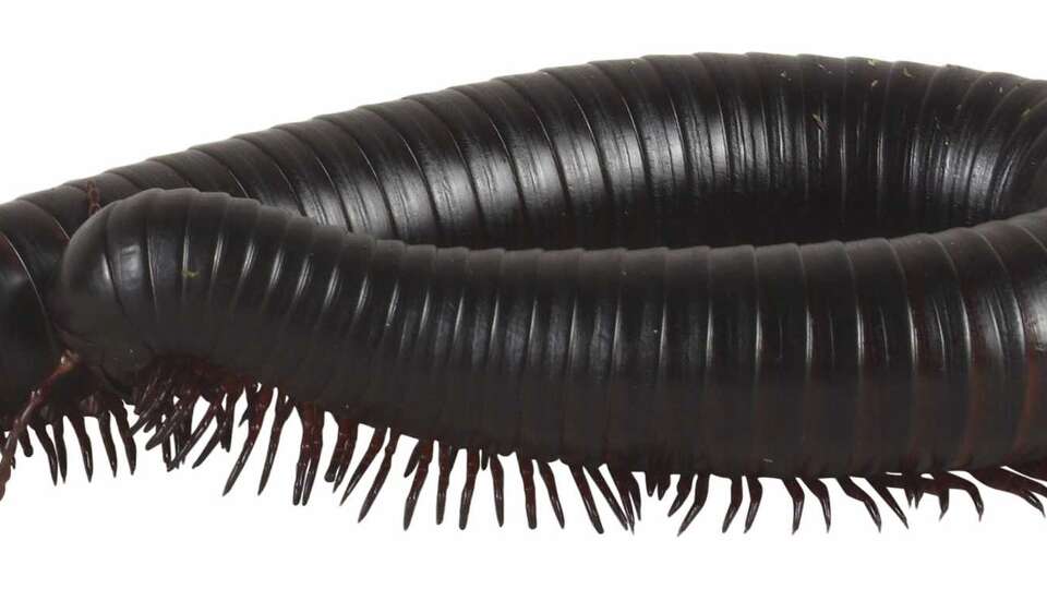 How to Get Rid of Thousand Leggers