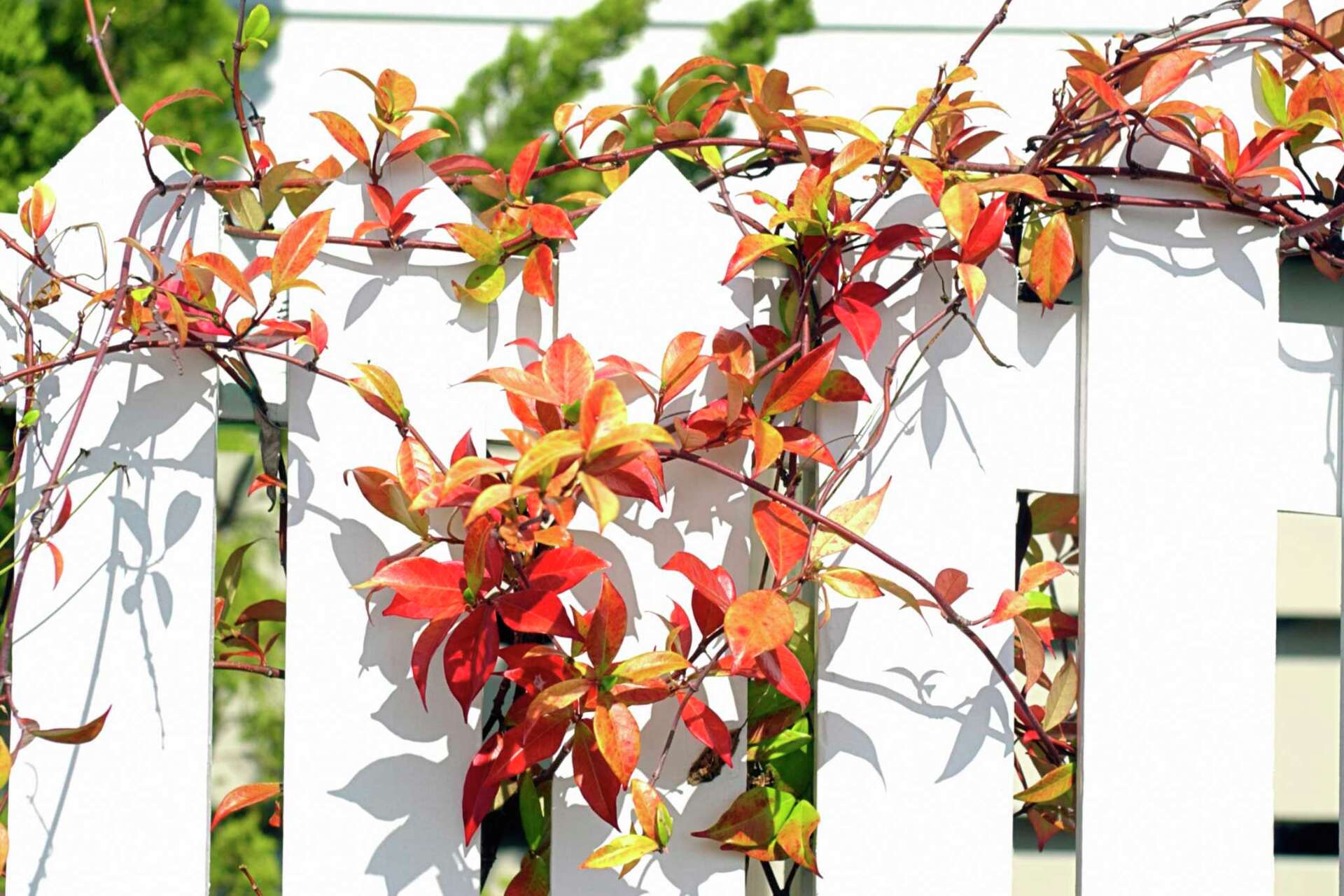 How to Get Rid of Vines Off a Fence