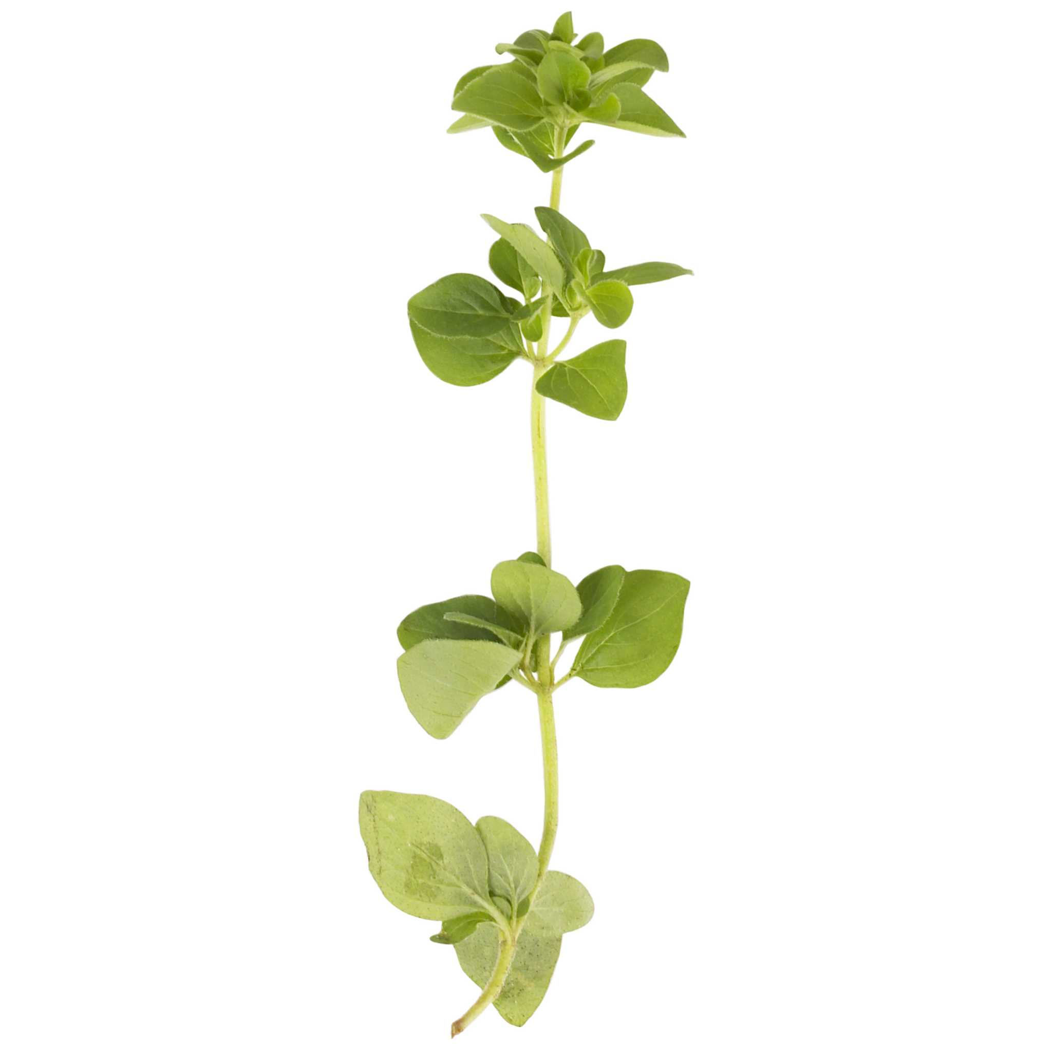 How to Get Rid of Watercress