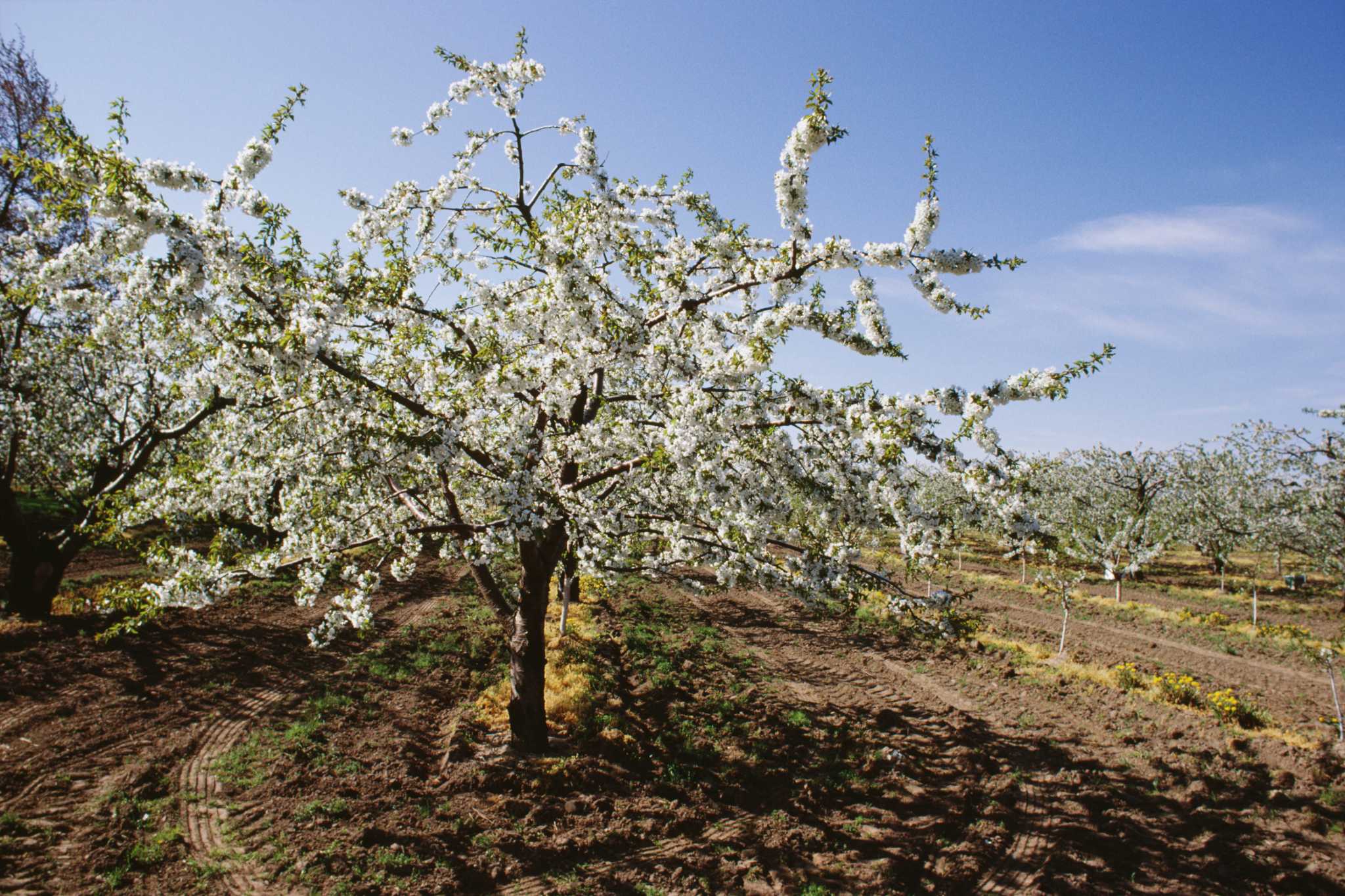 How to Lay Down Ground Cover Around Cherry Trees