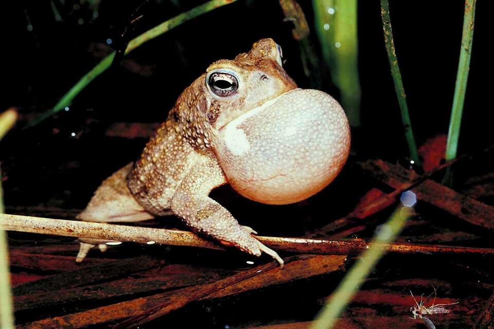 How to Rid Your Yard of Toads & Their Holes