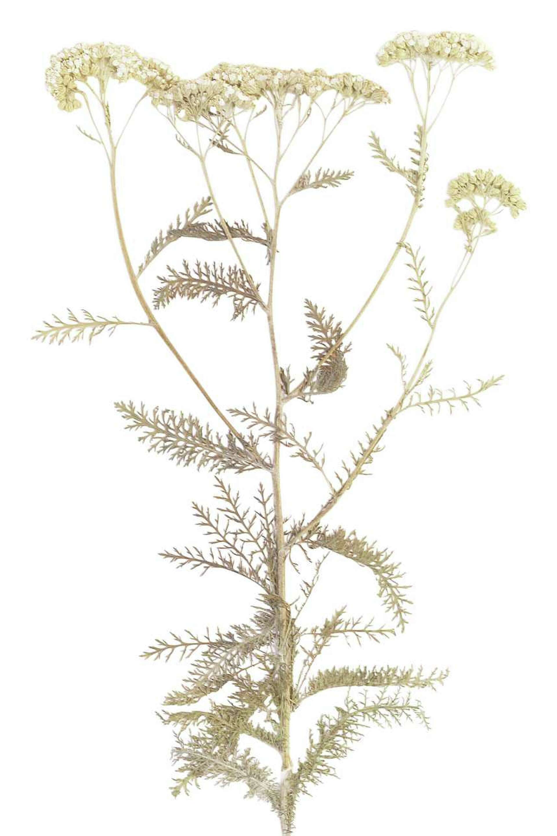 How Tall Does Yarrow Get?