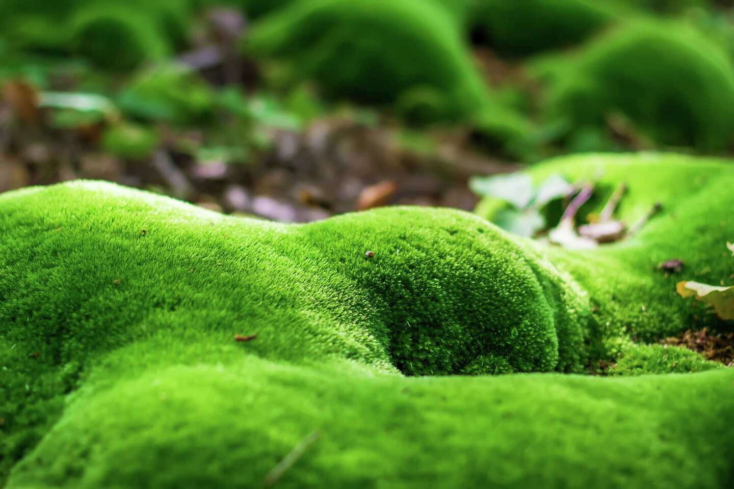 When Is the Right Time to Put Down Moss Killer?