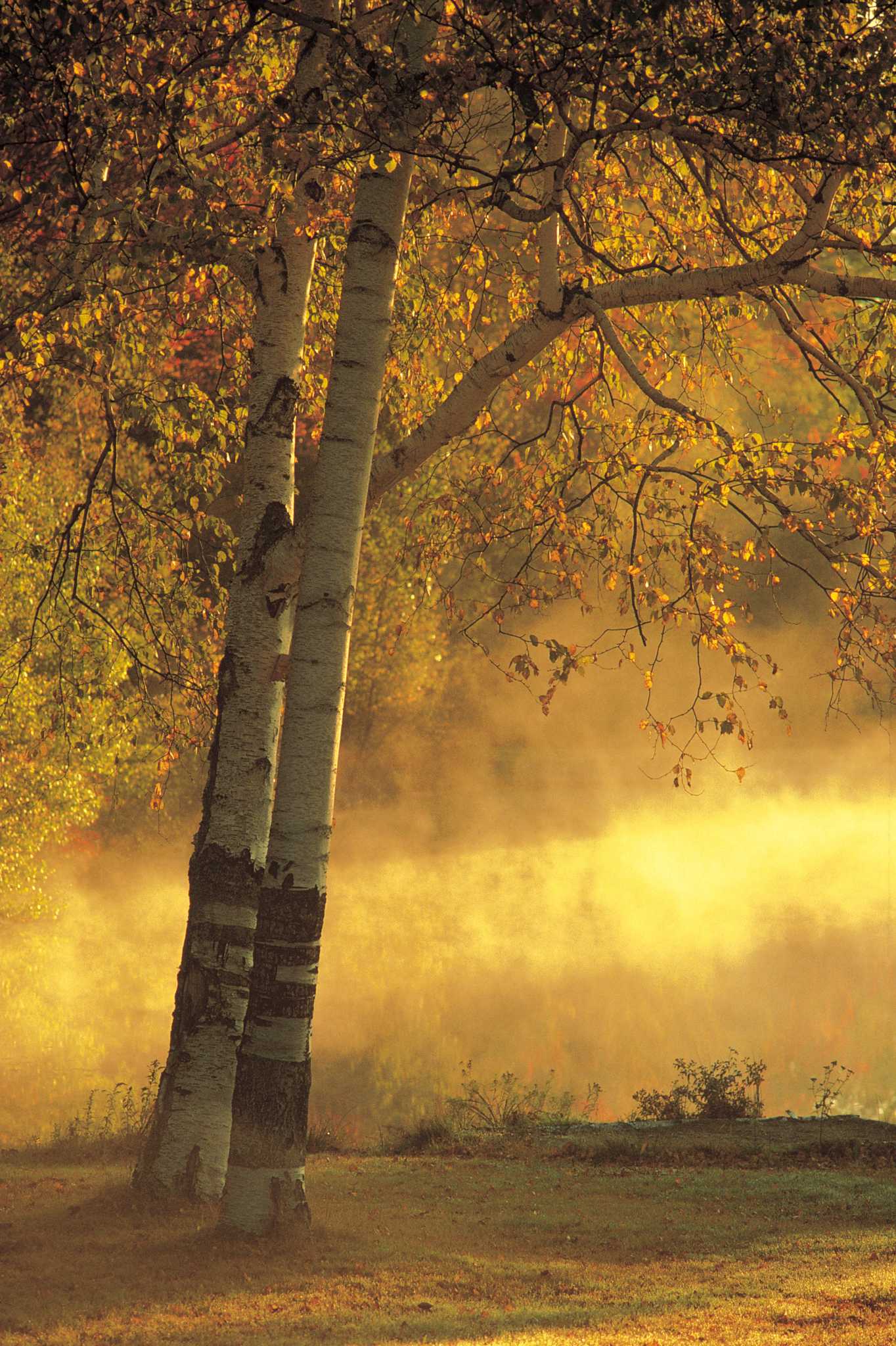 River Birch Tree Diseases