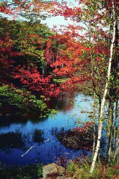 Do River Birch Tree Roots Damage a House?