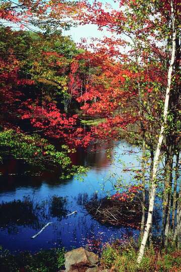 Do River Birch Tree Roots Damage a House?