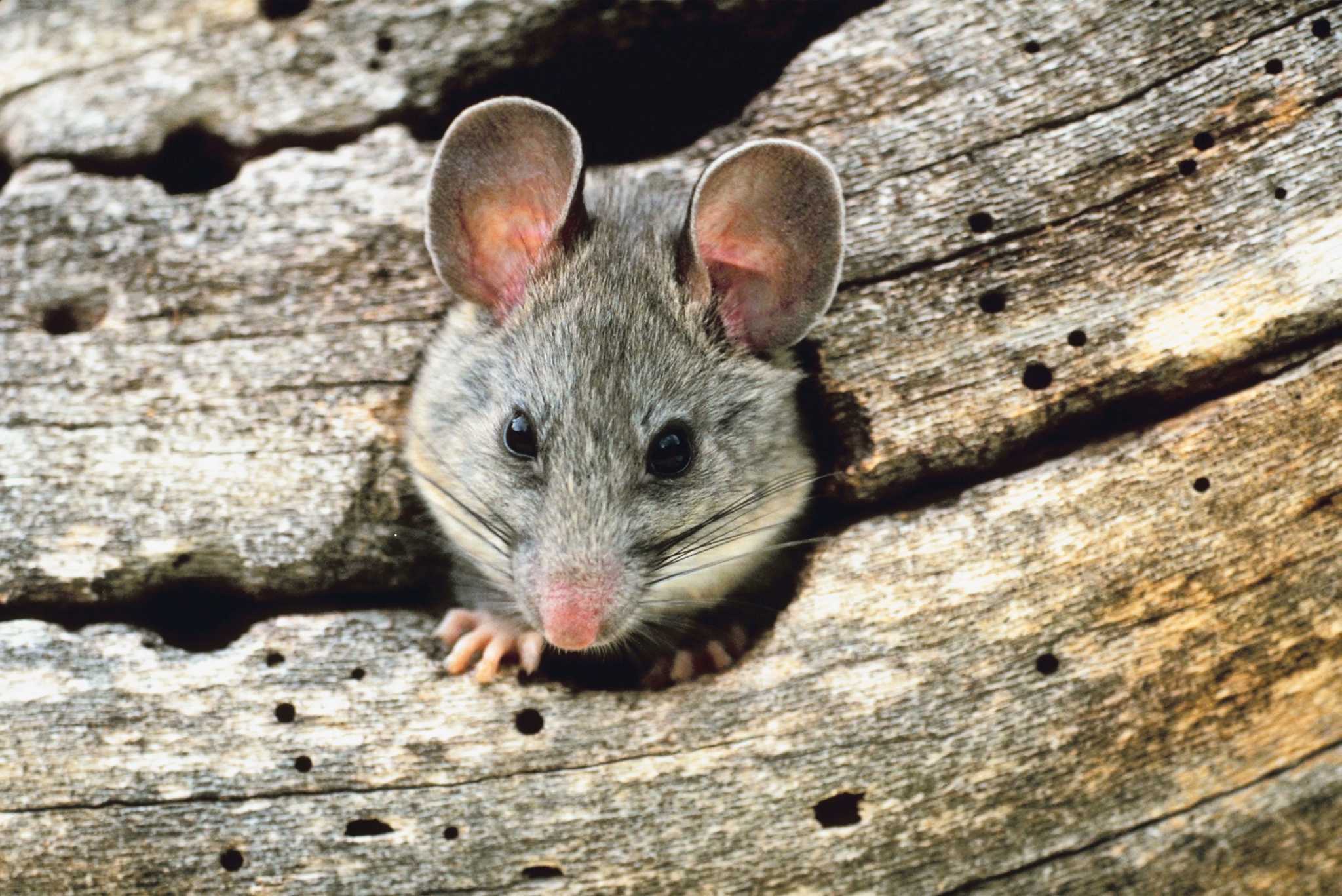 Rodent Guards for Apple Trees