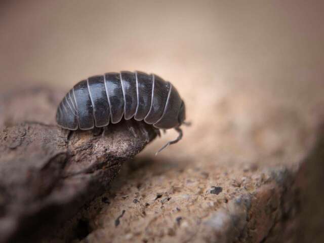 Roly Poly Bug Facts