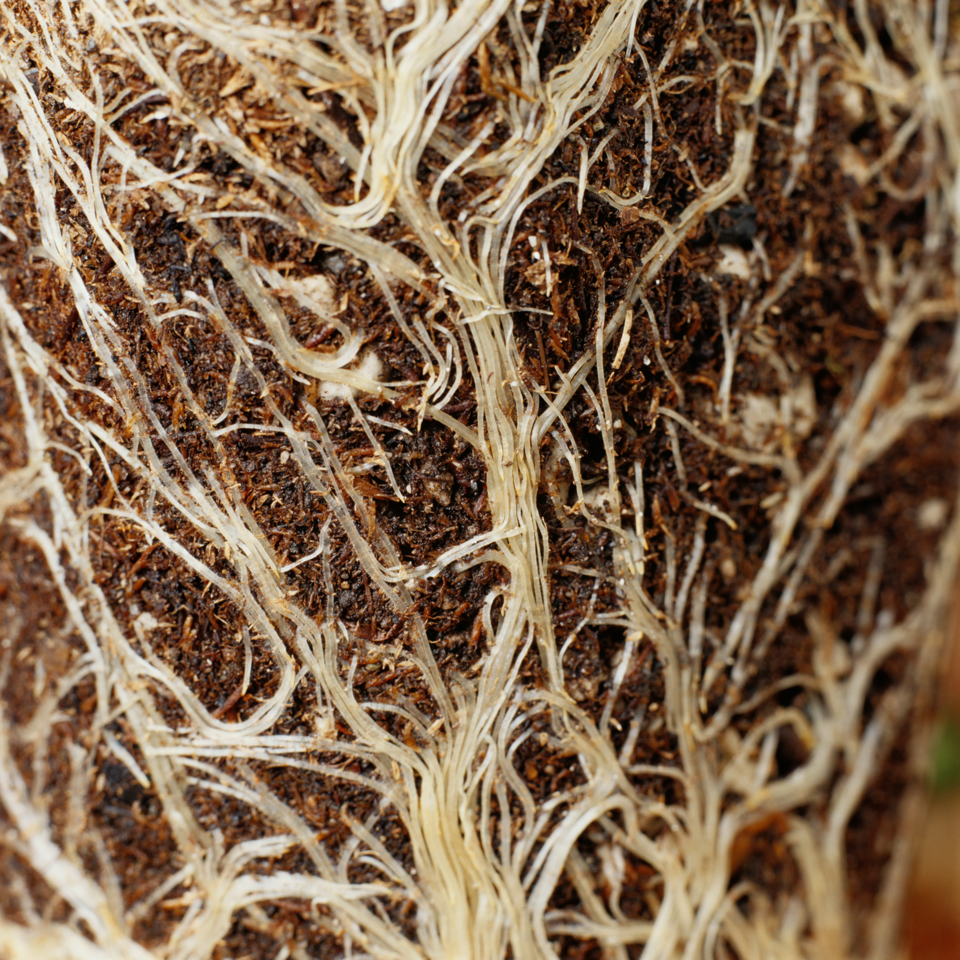 Root Bound Potted Trees