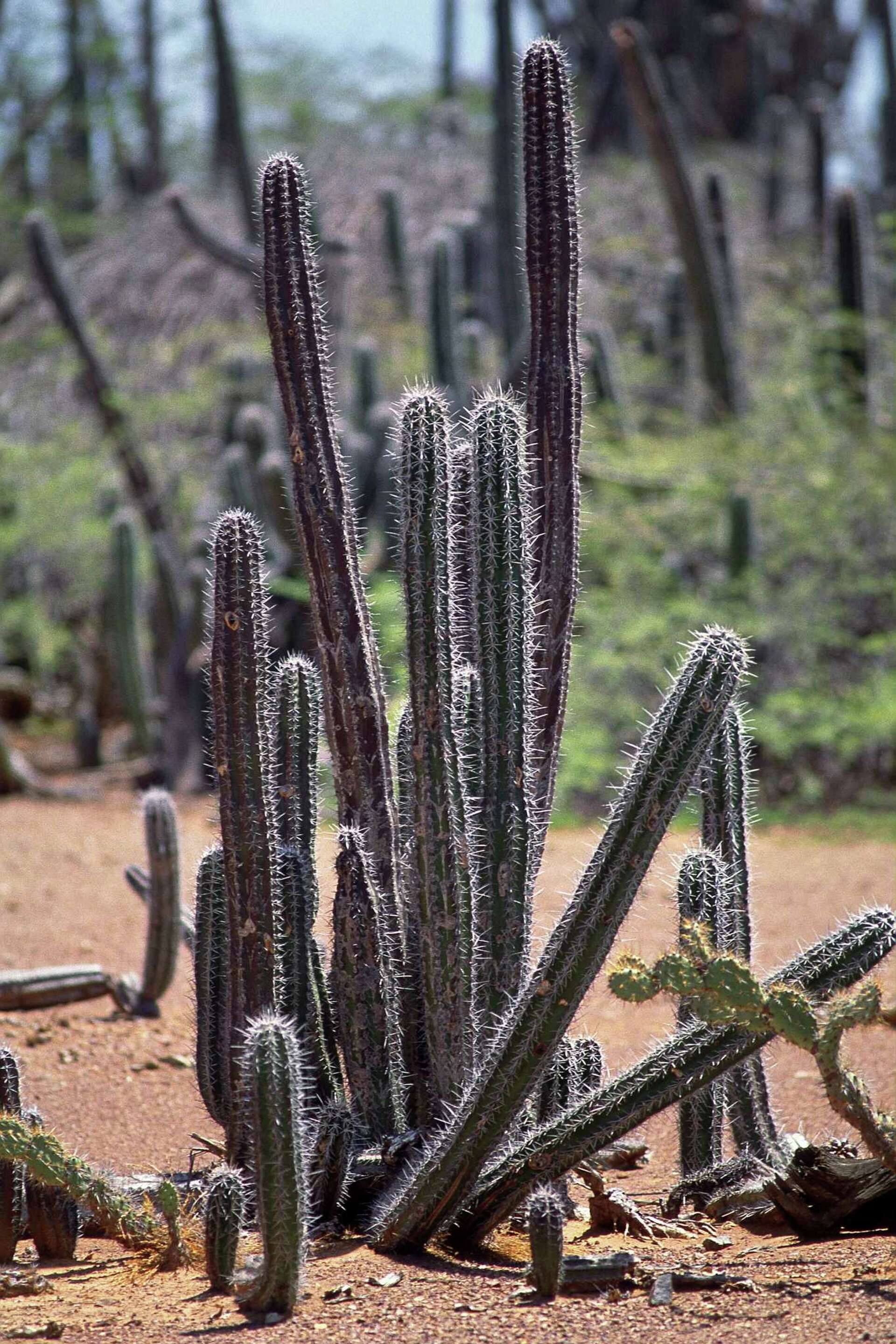 How to Root Columnar Cacti