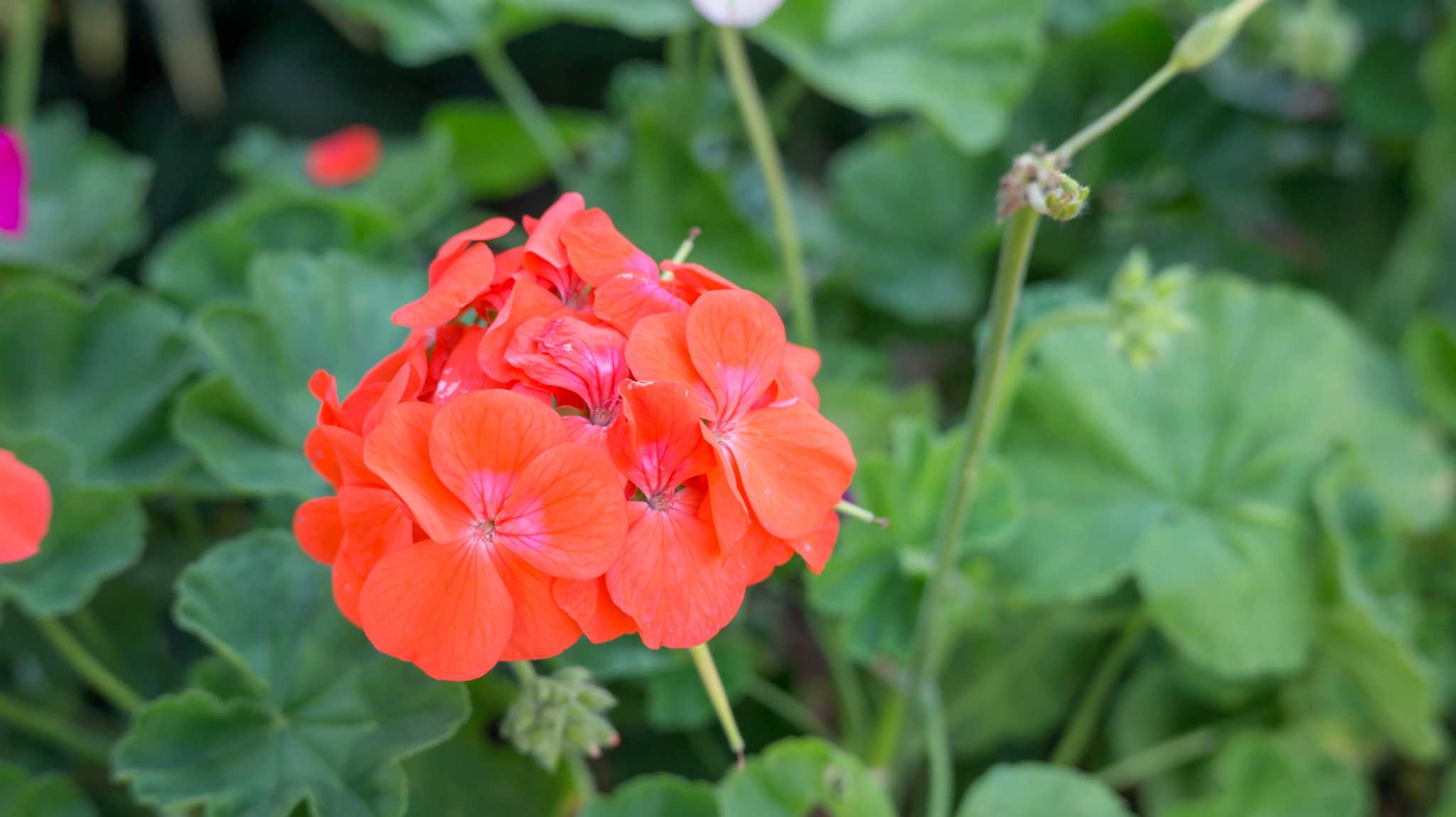 How to Root a Geranium From a Stem Cutting