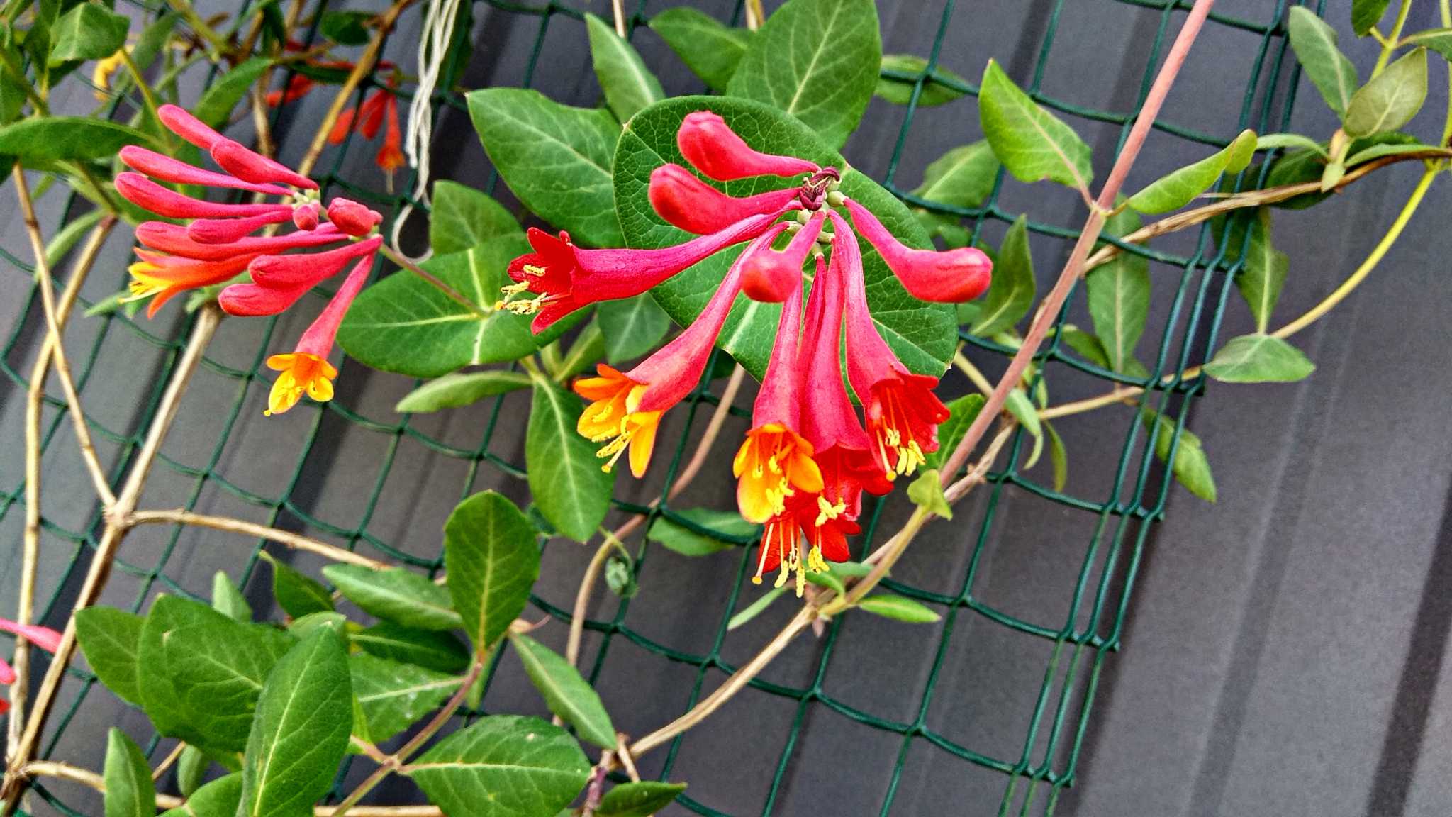 How to Root Honeysuckle Plants From Cuttings