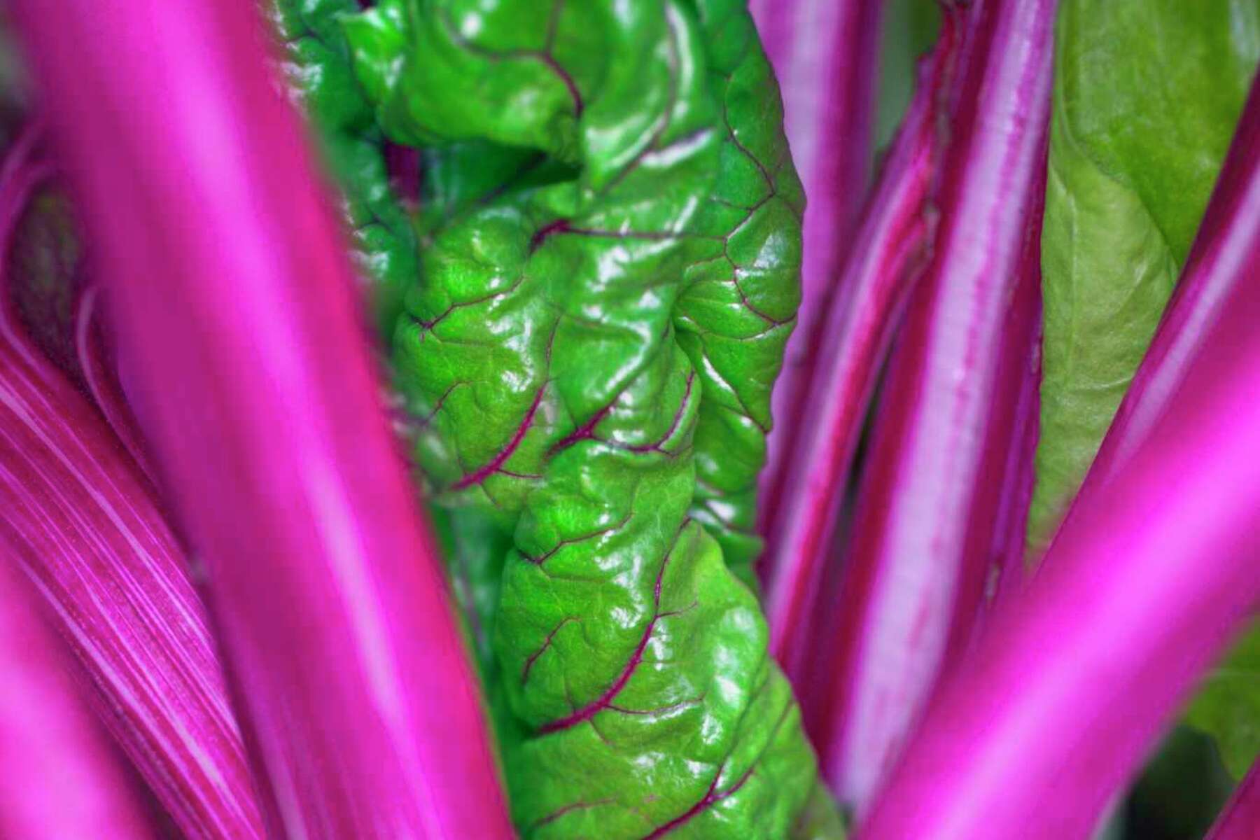 How To Identify Green Leafy Vegetables