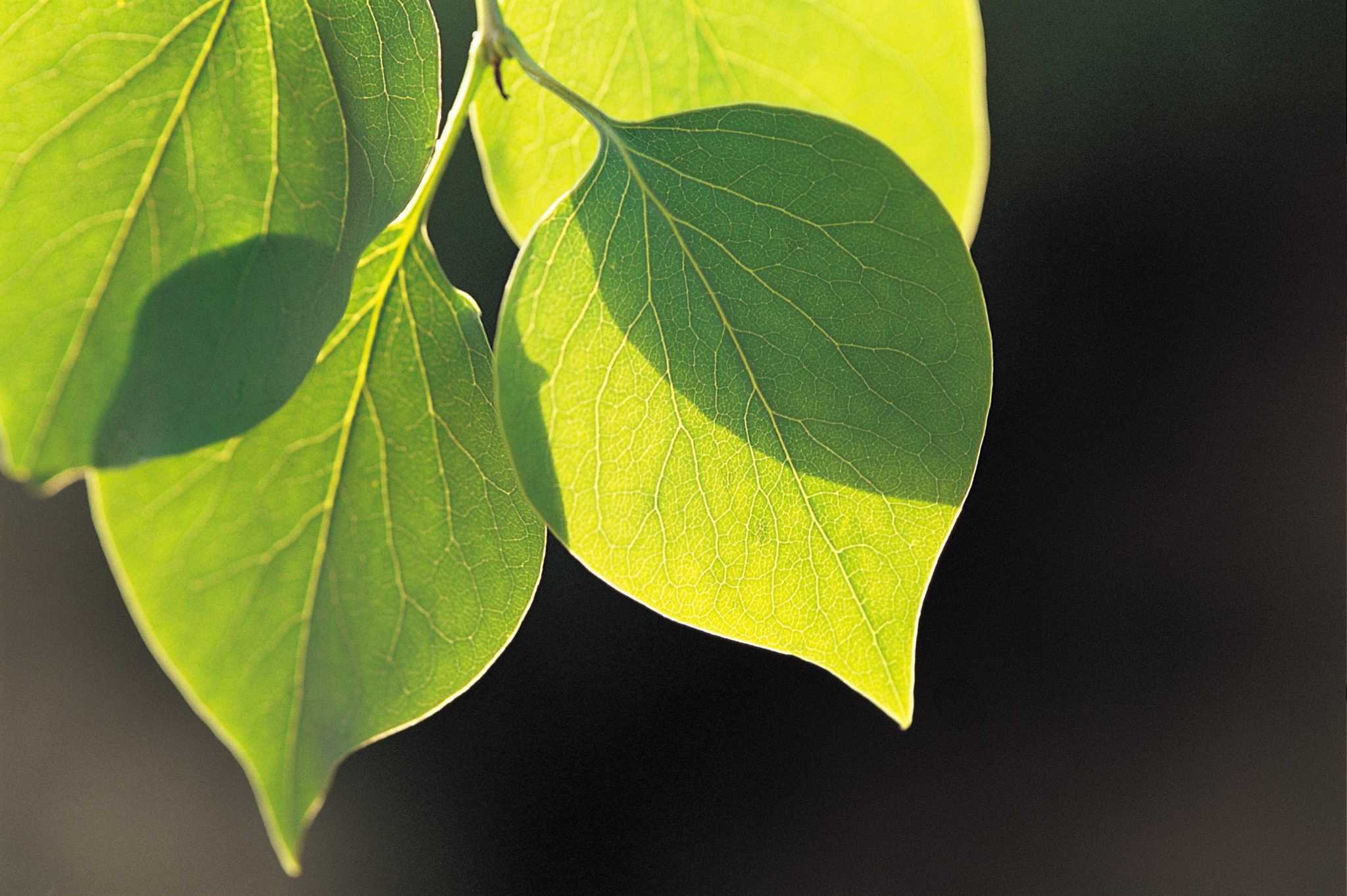 How to Root a Poplar Tree