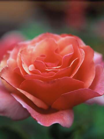 How to Root Roses in Softwood or Hardwood