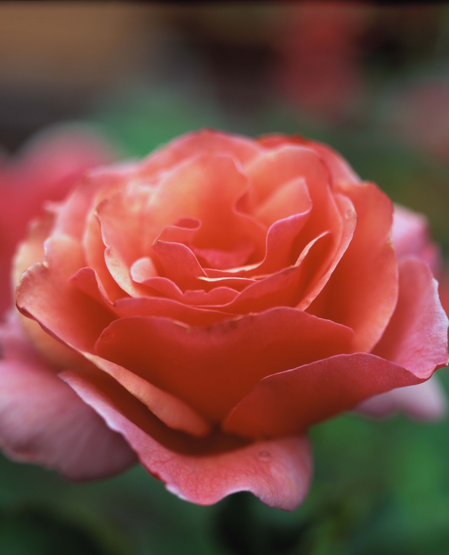 How to Root Roses in Softwood or Hardwood