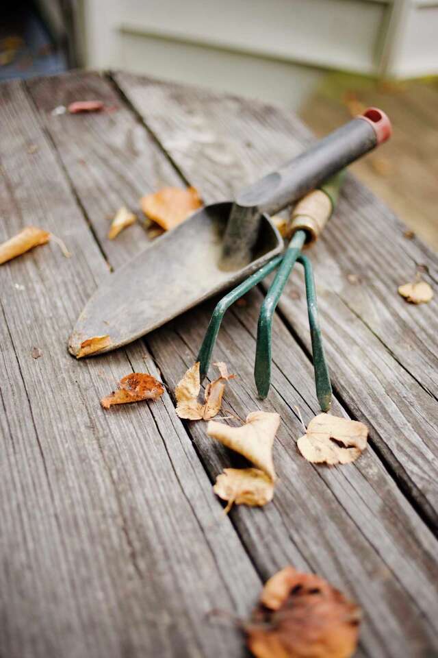 Leatherleaf Fern Propagation