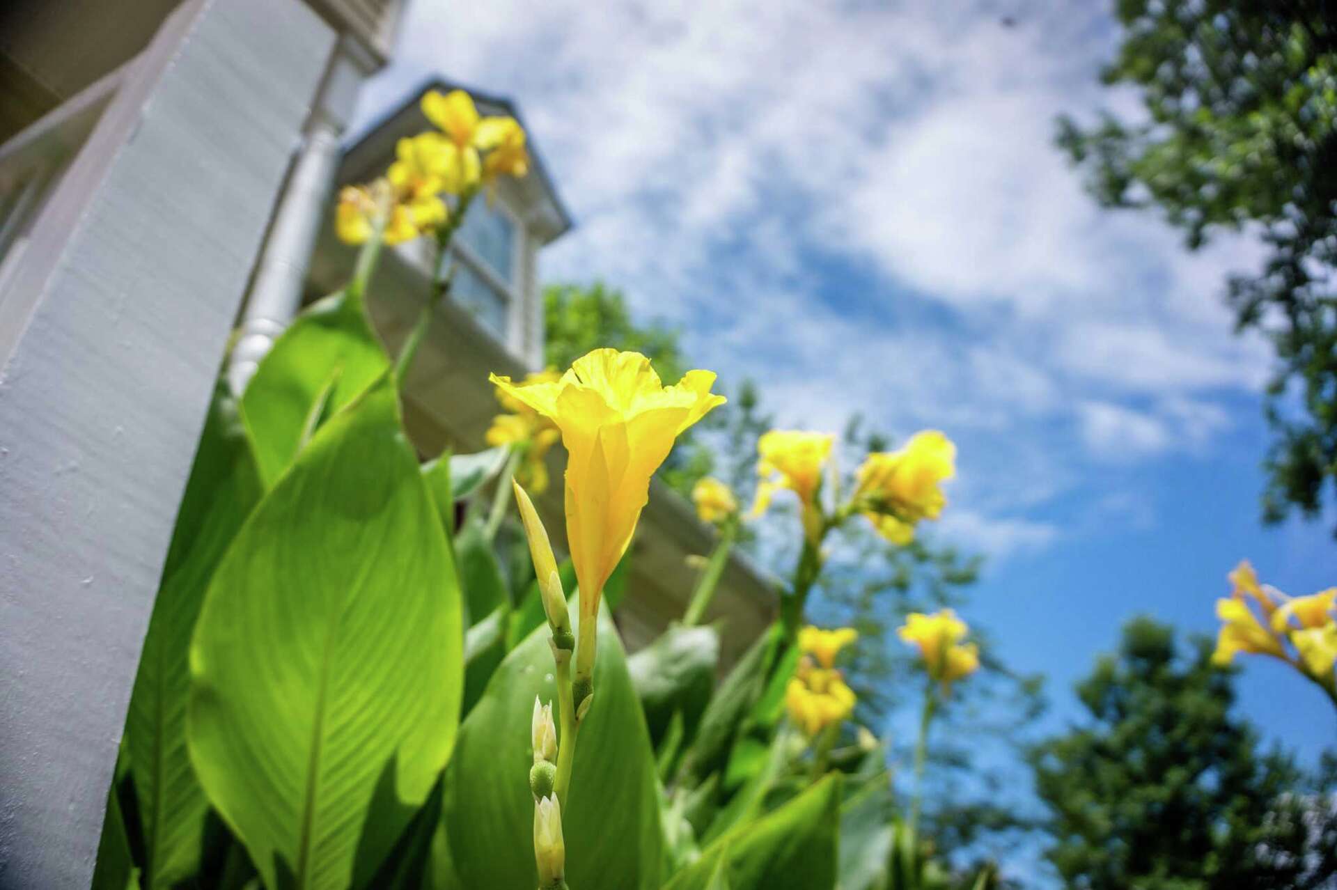 Canna Lily Winter Care: Tips for Home Gardeners