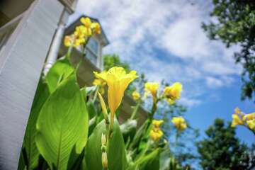 Canna Lily Winter Care: Tips for Home Gardeners
