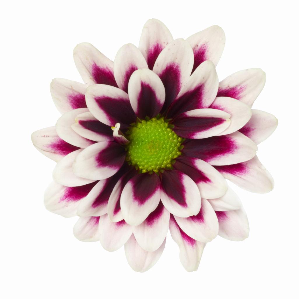 The Roots & Flowers of Dahlias