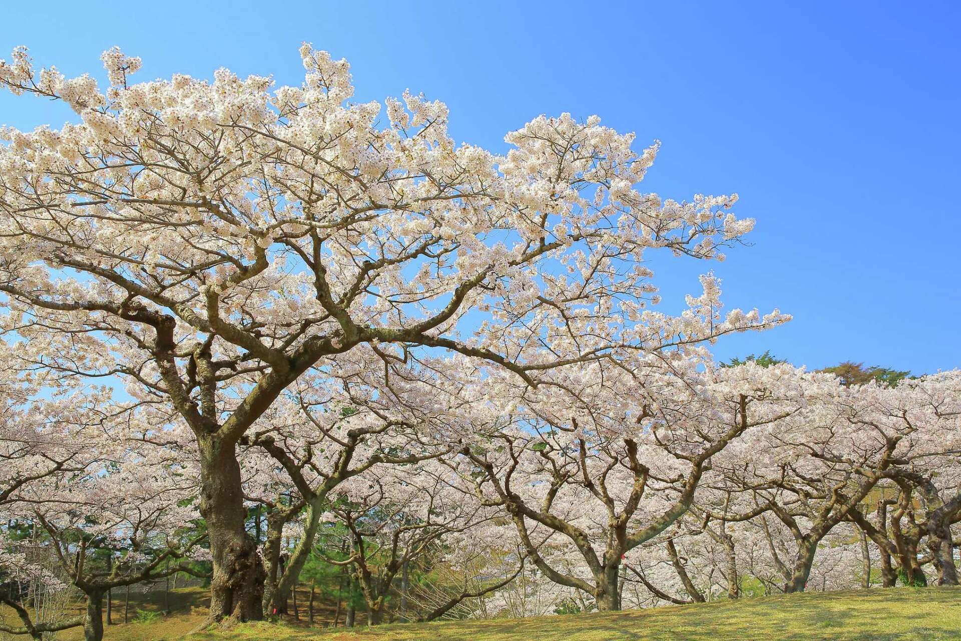 Root Structure of a Cherry Tree