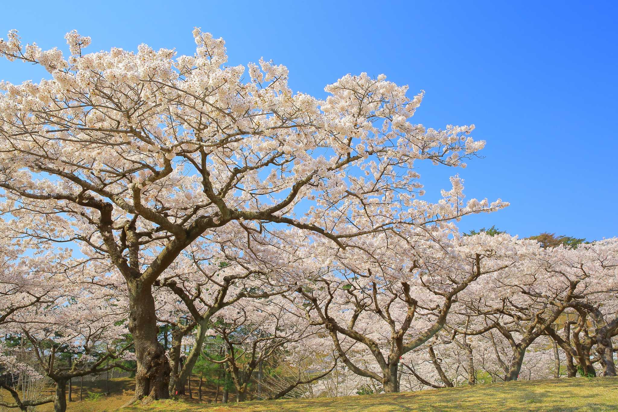 Root Structure of a Cherry Tree
