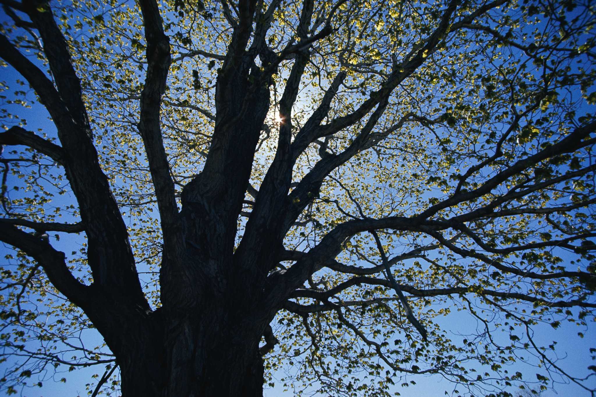 How to Tell if a Water Oak Is Dying