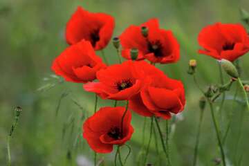 Is it Legal to Grow Poppy Flowers?